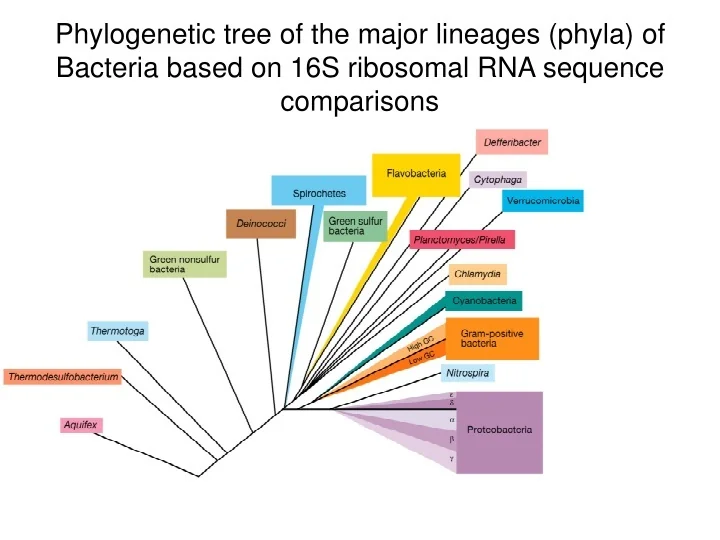 PPT - Phylum 1: Proteobacteria (2086) PowerPoint Presentation, free ...