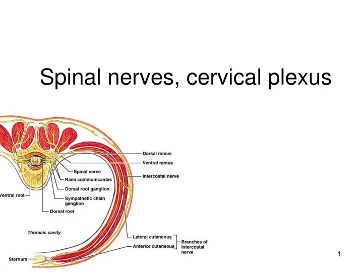 PPT - Spinal nerves, cervical plexus PowerPoint Presentation, free download - ID:9329553