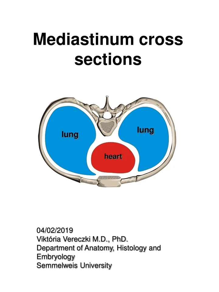PPT - Mediastinum cross sections PowerPoint Presentation, free download ...