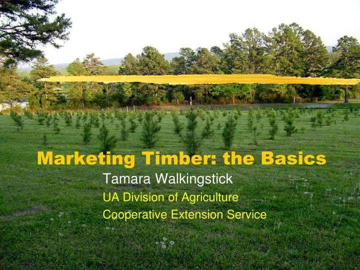 PPT - Marketing Timber: the Basics PowerPoint Presentation, free ...