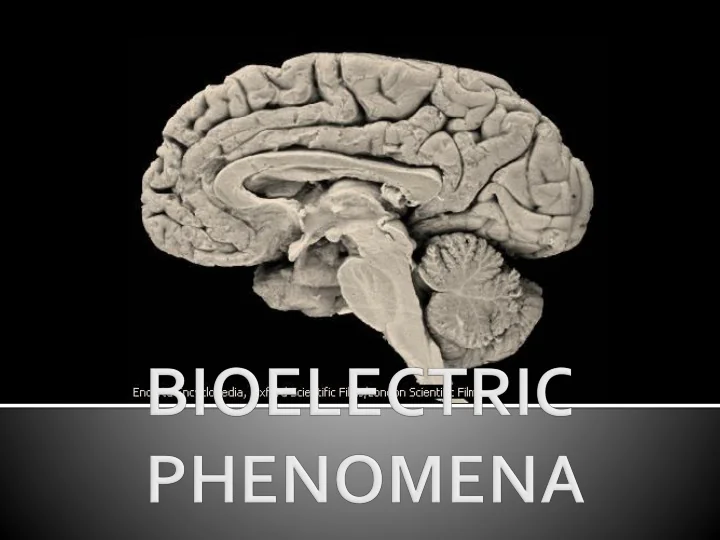 PPT - BIOELECTRIC PHENOMENA PowerPoint Presentation, free download - ID ...