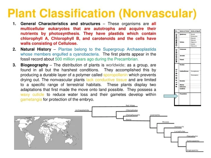 PPT - Plant Classification (Nonvascular) PowerPoint Presentation, free ...