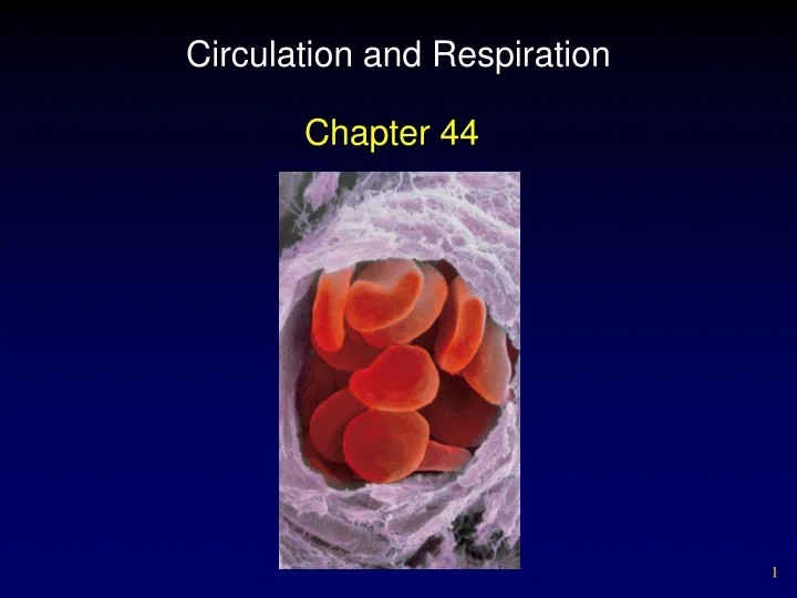PPT - Circulation and Respiration PowerPoint Presentation, free ...