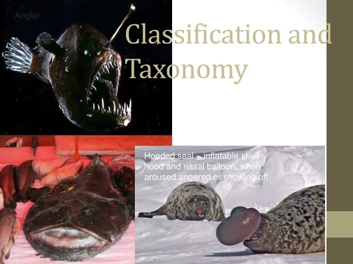 PPT - Classification and Taxonomy PowerPoint Presentation, free ...