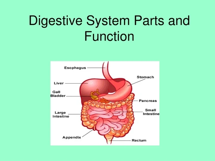 PPT - Digestive System Parts and Function PowerPoint Presentation, free ...
