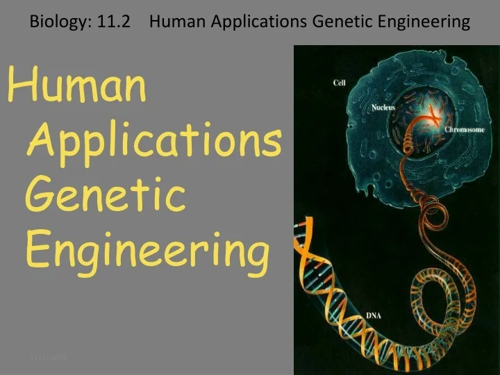 PPT - Biology: 11.2 Human Applications Genetic Engineering PowerPoint ...