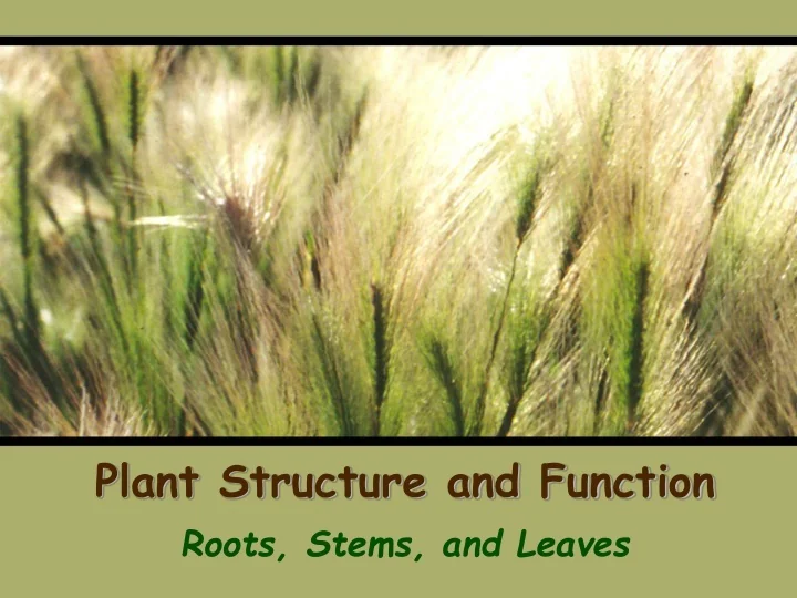 PPT - Plant Structure and Function PowerPoint Presentation, free ...