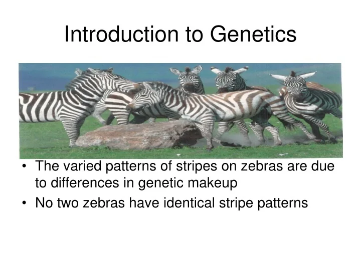 PPT - Introduction to Genetics PowerPoint Presentation, free download ...