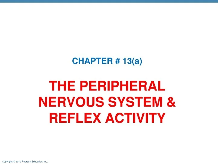 PPT - THE PERIPHERAL NERVOUS SYSTEM & REFLEX ACTIVITY PowerPoint ...
