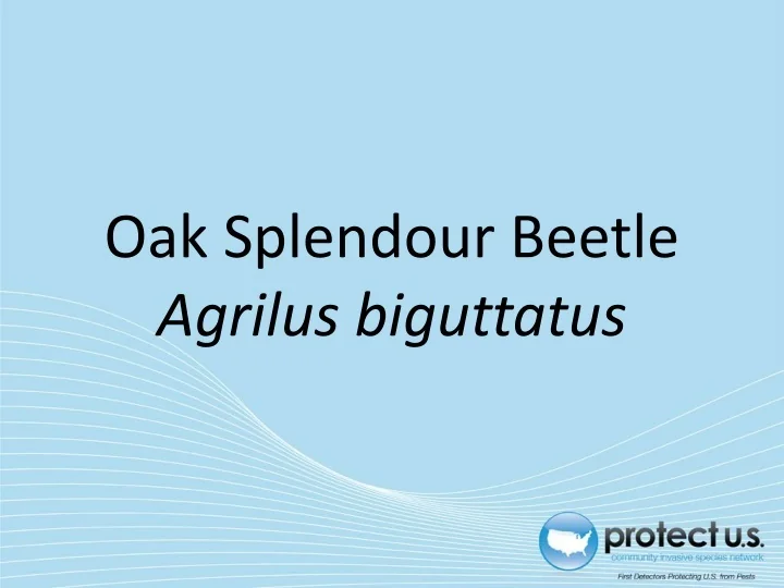 PPT - Oak Splendour Beetle Agrilus biguttatus PowerPoint Presentation ...