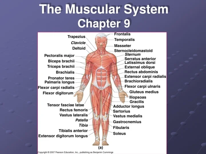 PPT - The Muscular System Chapter 9 PowerPoint Presentation, free ...