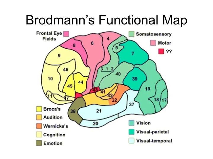PPT - Brodmann’s Functional Map PowerPoint Presentation, free download ...