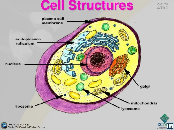 PPT - Cell Structures PowerPoint Presentation, free download - ID:9383624