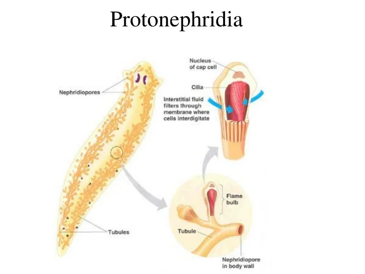 PPT - Protonephridia PowerPoint Presentation, free download - ID:9385656
