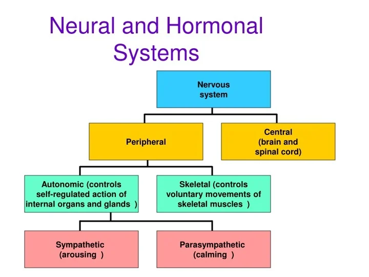 PPT - Neural and Hormonal Systems PowerPoint Presentation, free ...
