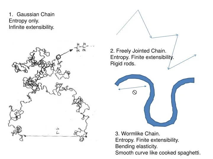PPT - Gaussian Chain Entropy only. Infinite extensibility. PowerPoint ...