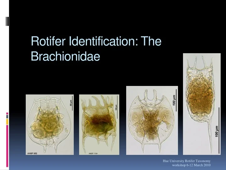 PPT - Rotifer Identification : The Brachionidae PowerPoint Presentation ...