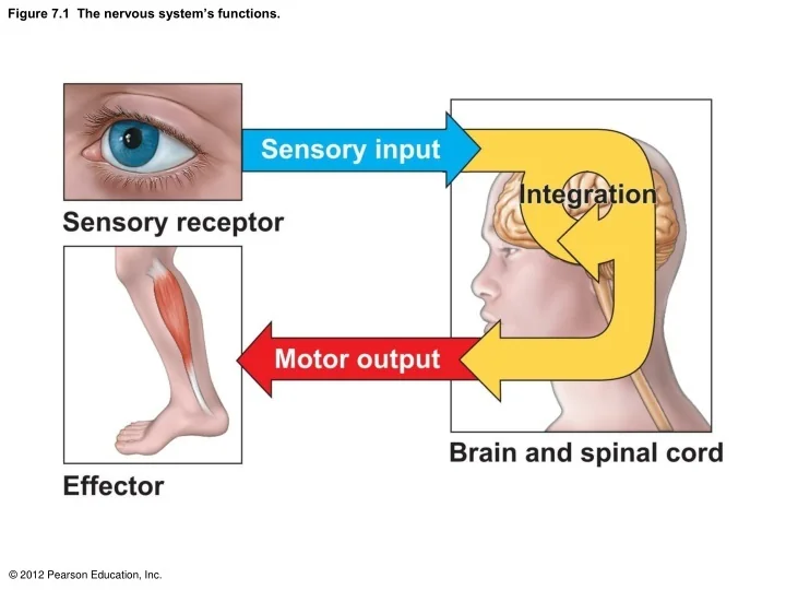 PPT - Figure 7.1 The nervous system’s functions. PowerPoint ...