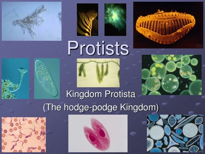 PPT - Protists PowerPoint Presentation, free download - ID:9409048