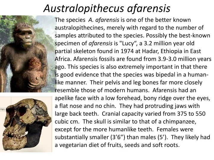 PPT - Australopithecus afarensis PowerPoint Presentation, free download ...