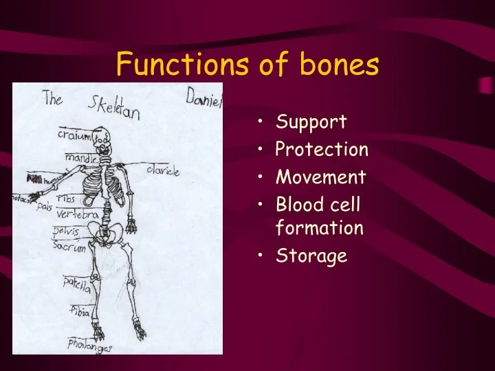 PPT - Functions of bones PowerPoint Presentation, free download - ID ...