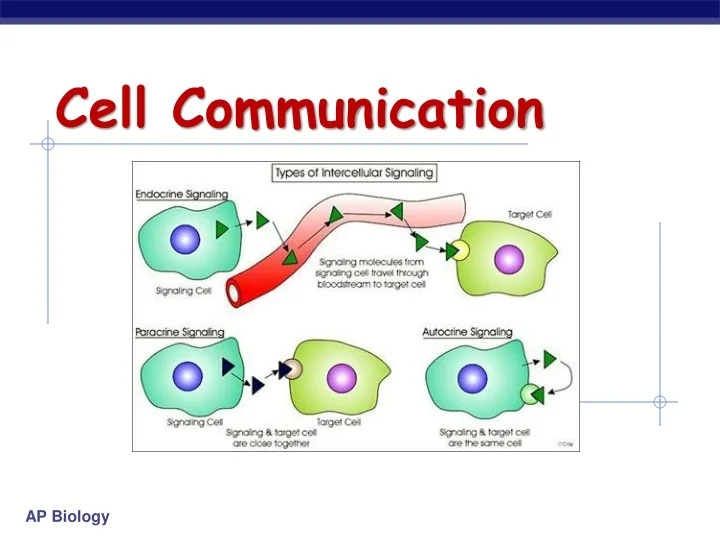 PPT - Cell Communication PowerPoint Presentation, free download - ID ...