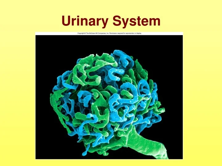 PPT - Urinary System PowerPoint Presentation, free download - ID:9430359