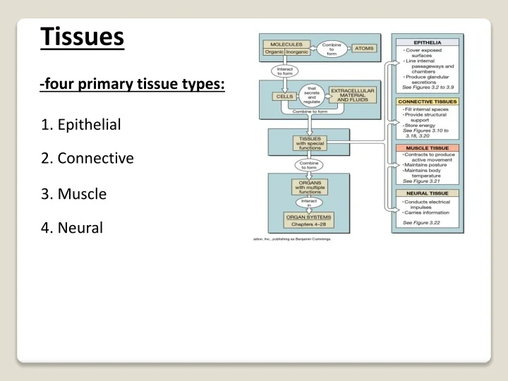 PPT - Tissues PowerPoint Presentation, free download - ID:9430576