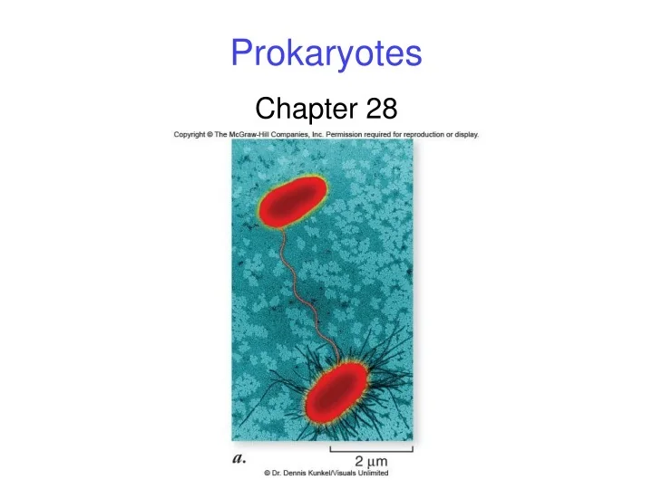 PPT - Prokaryotes PowerPoint Presentation, free download - ID:9432178