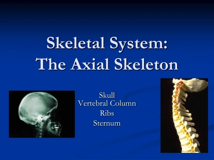 PPT - Skeletal System: The Axial Skeleton PowerPoint Presentation, free ...