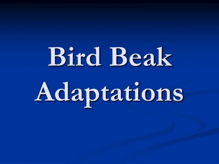 PPT - Bird Beak Adaptations PowerPoint Presentation, free download - ID ...