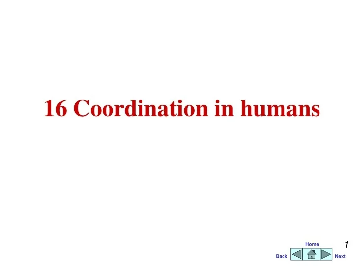 PPT - 16 Coordination in humans PowerPoint Presentation, free download ...