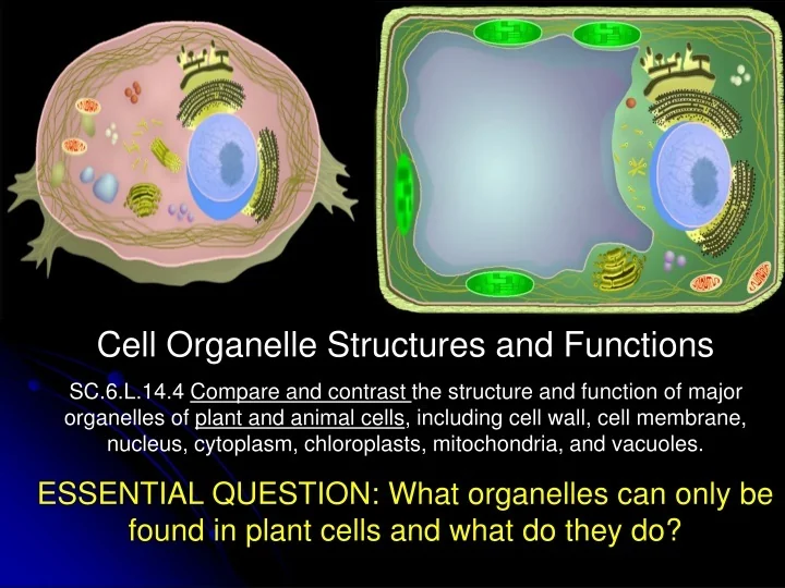 PPT - Cell Organelle Structures and Functions PowerPoint Presentation ...