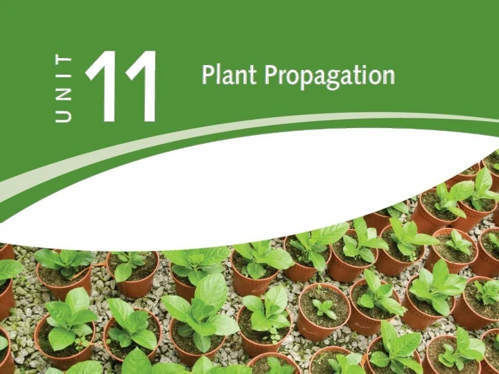 PPT - Plant Propagation PowerPoint Presentation, free download - ID:9455732