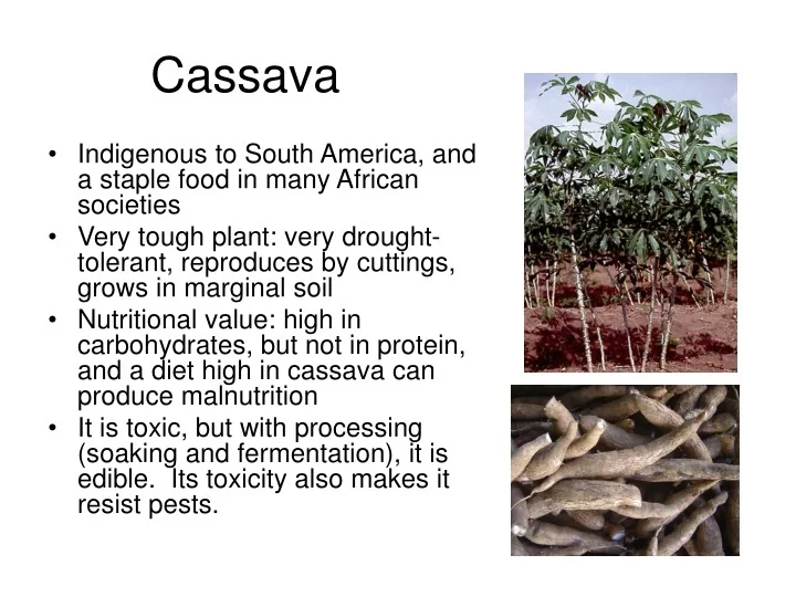 PPT - Cassava PowerPoint Presentation, free download - ID:9457351