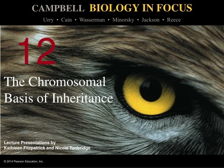 Ppt The Chromosomal Basis Of Inheritance Powerpoint Presentation
