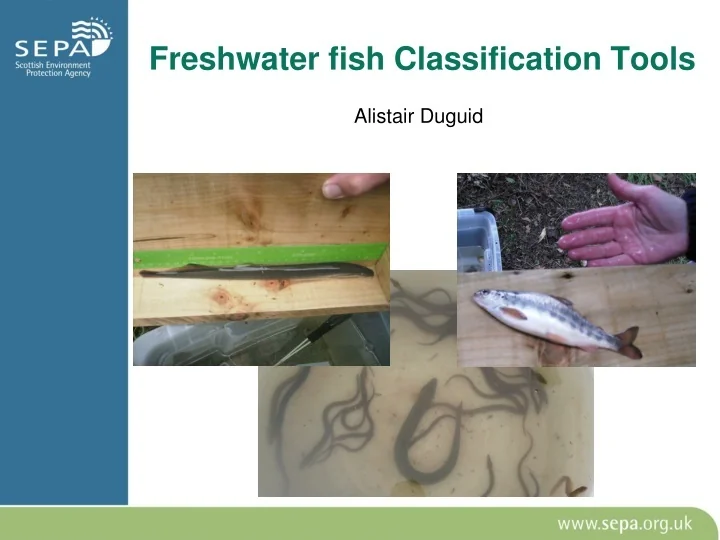 PPT - Freshwater fish Classification Tools PowerPoint Presentation ...