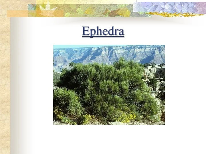PPT - Ephedra PowerPoint Presentation, free download - ID:9463308