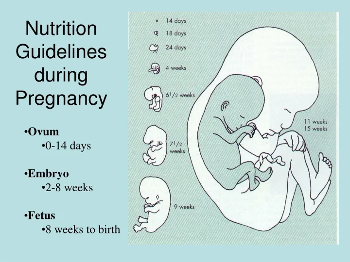 PPT - Nutrition Guidelines during Pregnancy PowerPoint Presentation ...