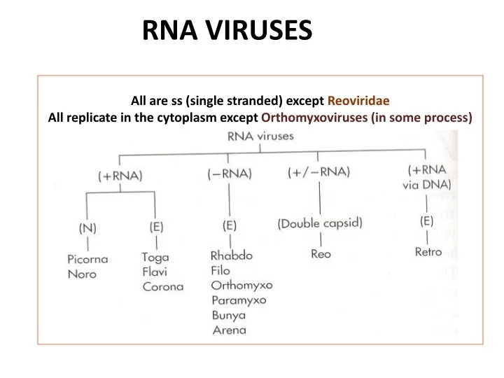 PPT - RNA VIRUSES PowerPoint Presentation, free download - ID:9465313