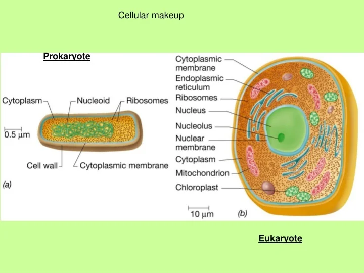 PPT - Prokaryote PowerPoint Presentation, free download - ID:9469796