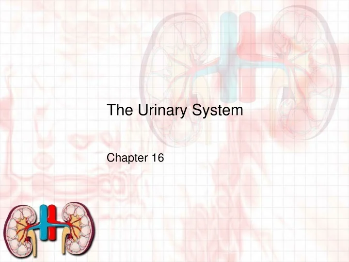 PPT - The Urinary System PowerPoint Presentation, free download - ID ...