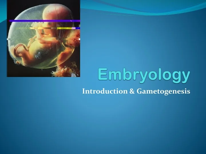 PPT - Embryology PowerPoint Presentation, free download - ID:9474069