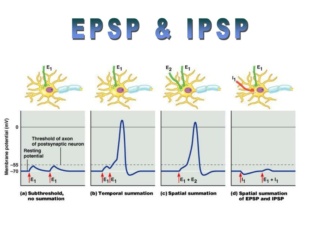PPT Neurons PowerPoint Presentation Free Download ID 9474176 PPT Neurons PowerPoint Presentation Free Download ID 9474176
