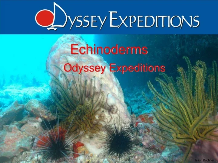 PPT - Echinoderms PowerPoint Presentation, free download - ID:9475646
