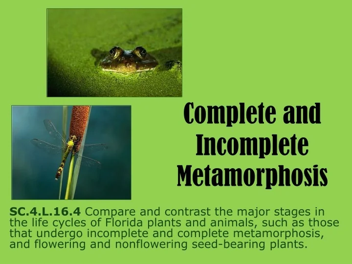 PPT - Complete and Incomplete Metamorphosis PowerPoint Presentation ...