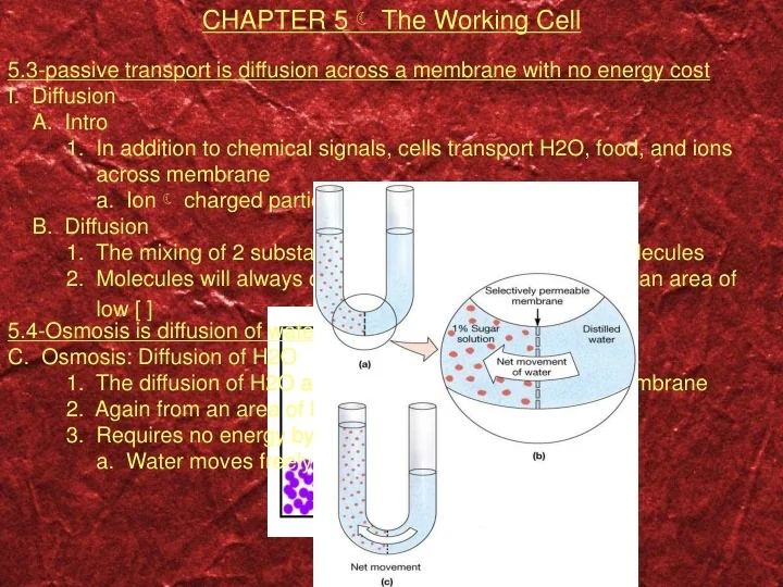 PPT - CHAPTER 5 The Working Cell PowerPoint Presentation, free download ...