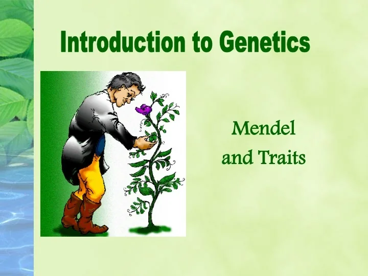 PPT - Mendel and Traits PowerPoint Presentation, free download - ID:9480351