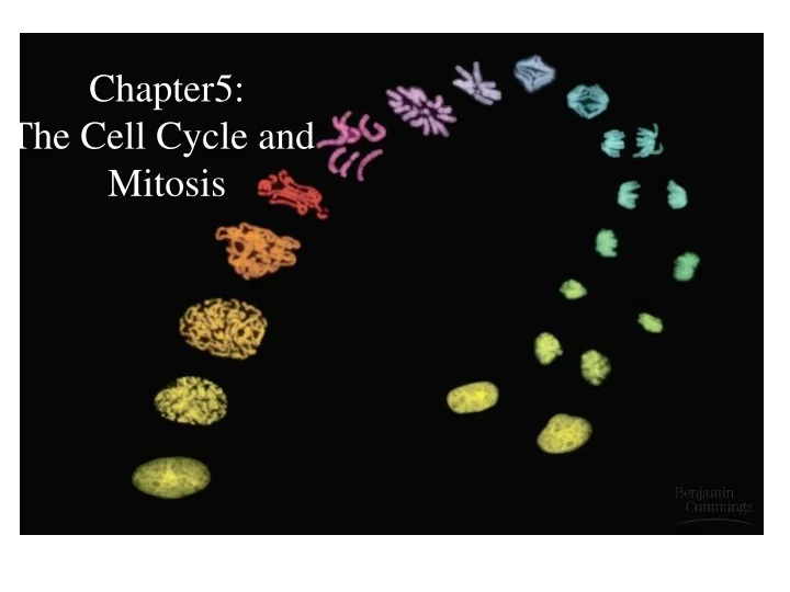 PPT - Chapter5: The Cell Cycle and Mitosis PowerPoint Presentation ...