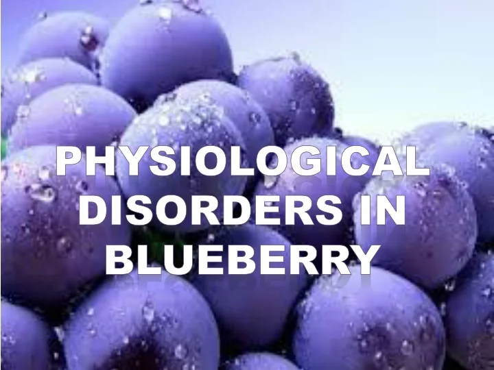 PPT - physiological disorders in blueberry PowerPoint Presentation ...